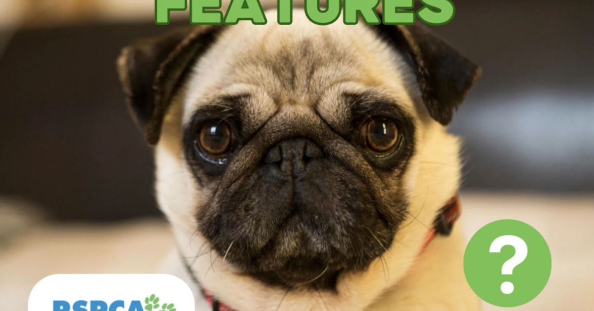 Dogs with exaggerated features | RSPCA Australia