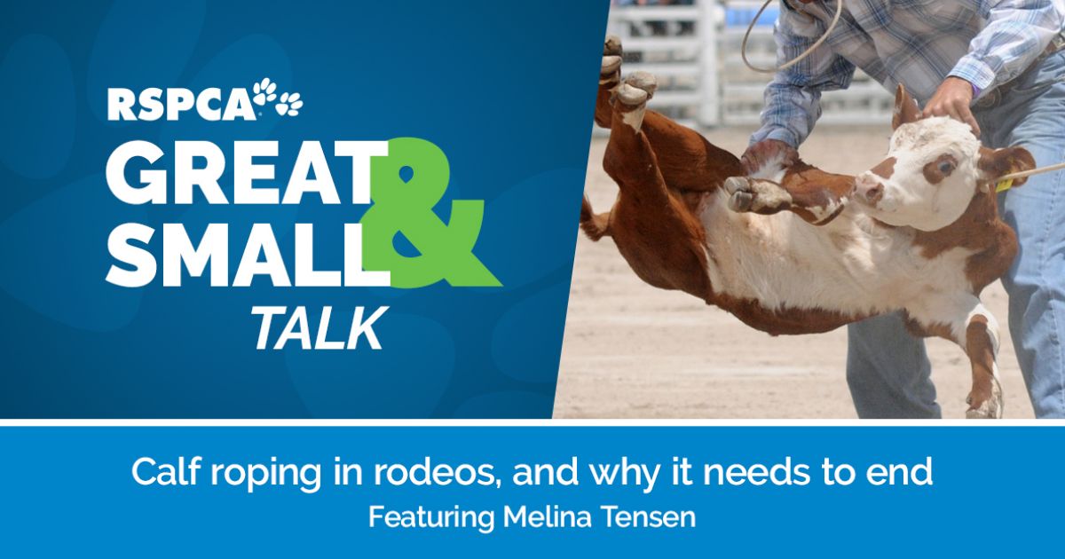 What you need to know about calf roping in rodeos, and why it needs to ...