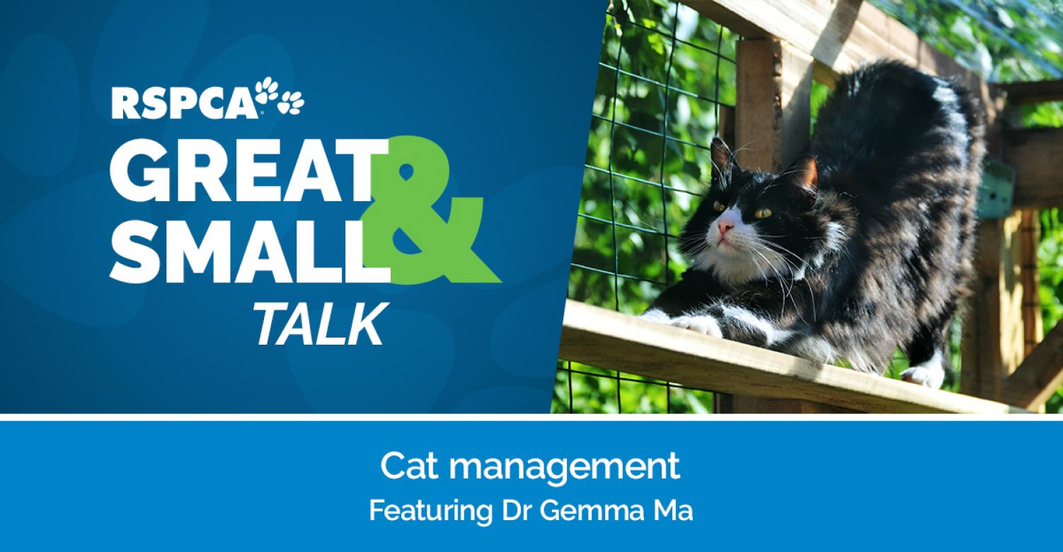 Cat management | RSPCA Australia