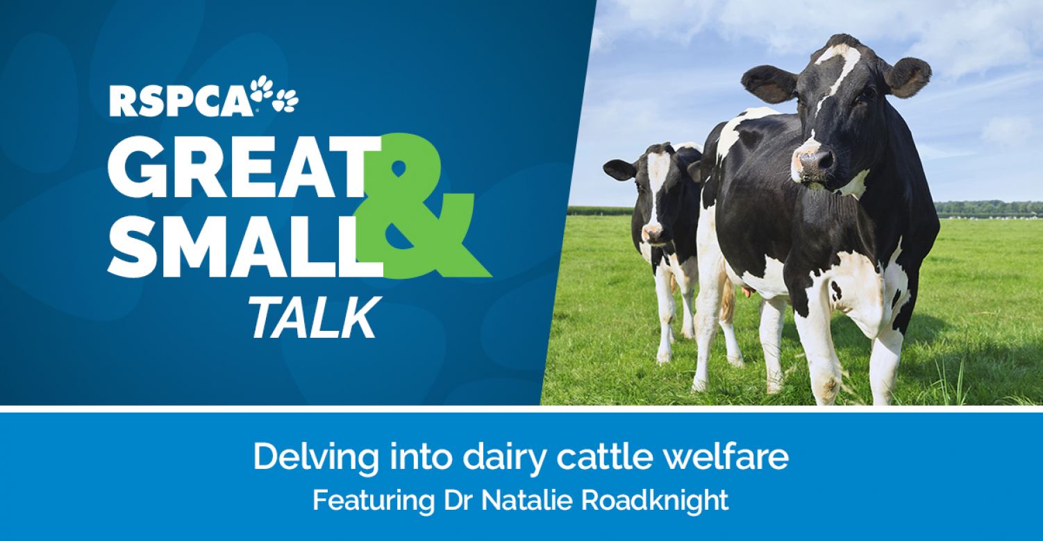 Delving into dairy cow welfare | RSPCA Australia