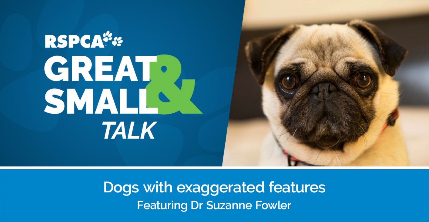 Dogs with exaggerated features | RSPCA Australia