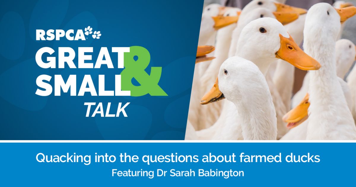 Quacking into the questions about farmed ducks | RSPCA Australia