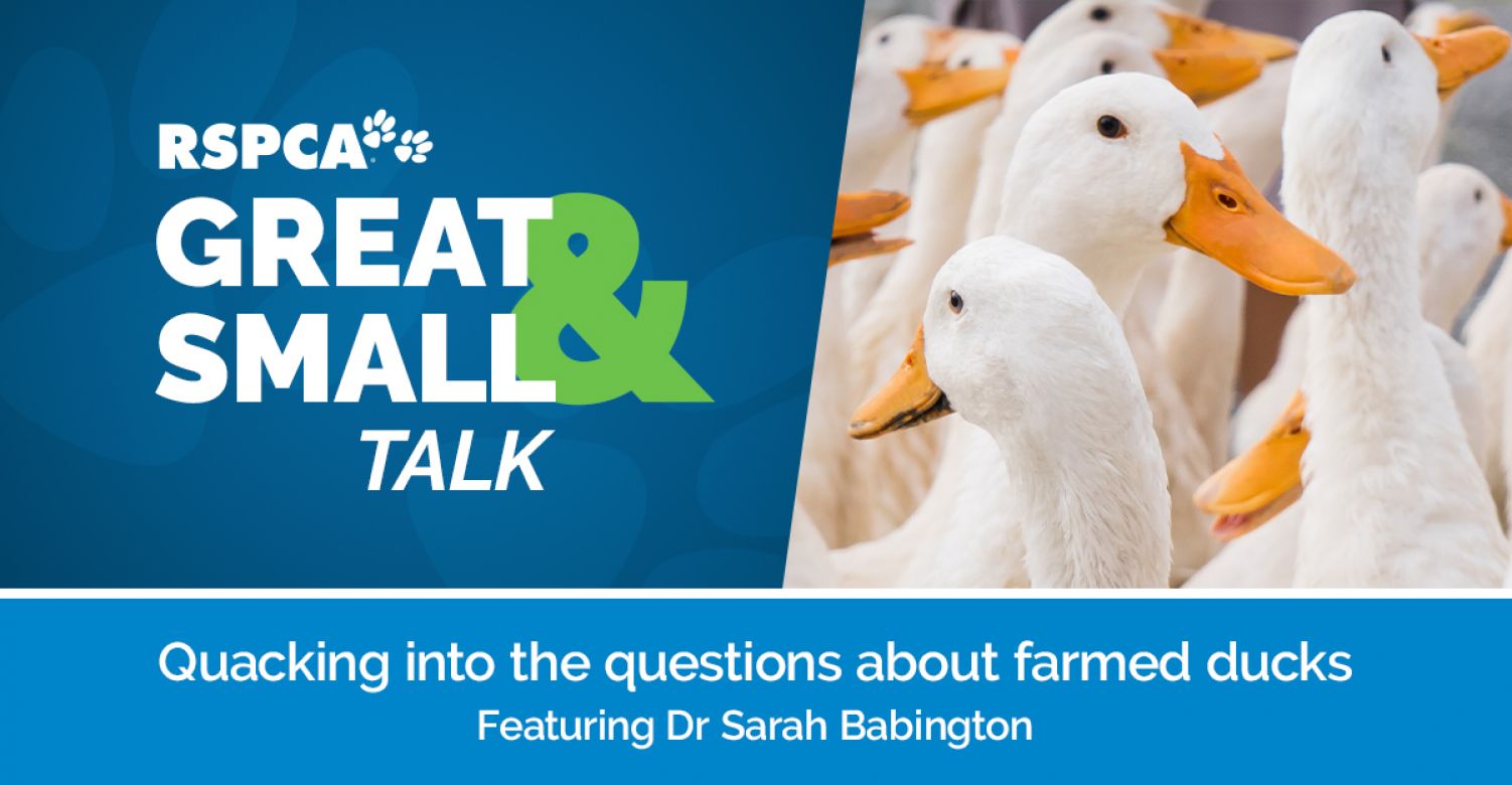 Quacking into the questions about farmed ducks | RSPCA Australia