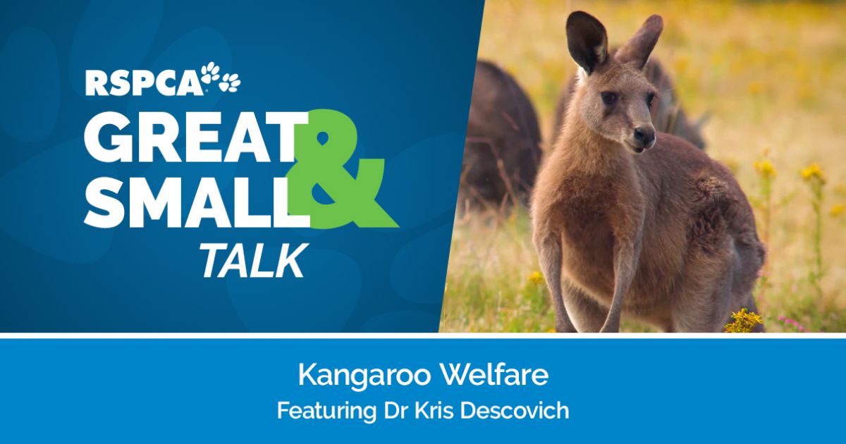 Kangaroo welfare | RSPCA Australia