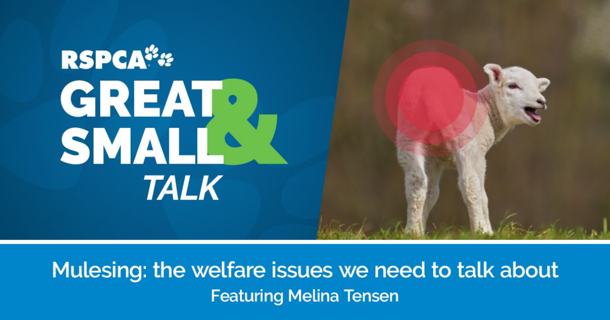Mulesing – the welfare issue we need to be talking about | RSPCA Australia