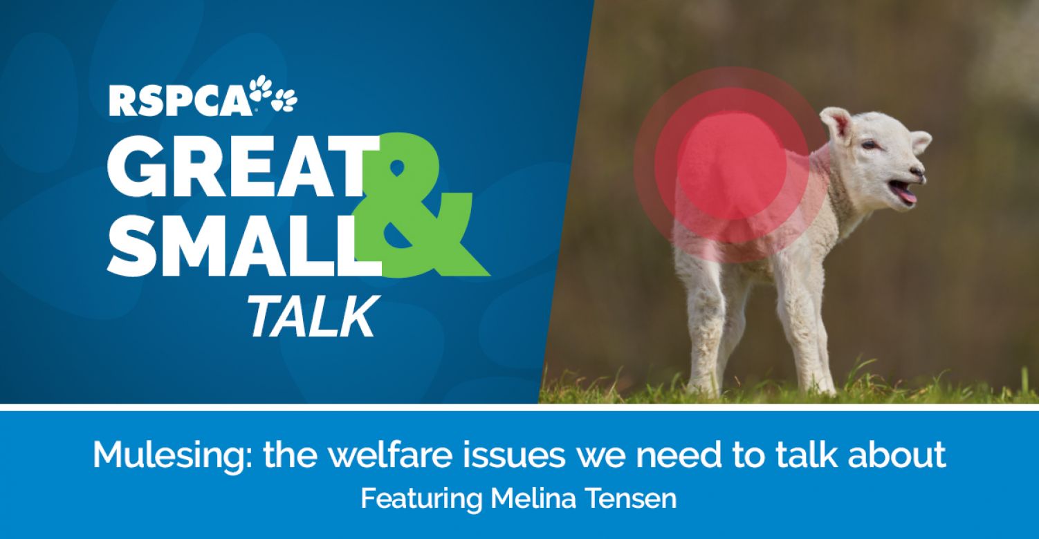 Mulesing – the welfare issue we need to be talking about | RSPCA Australia