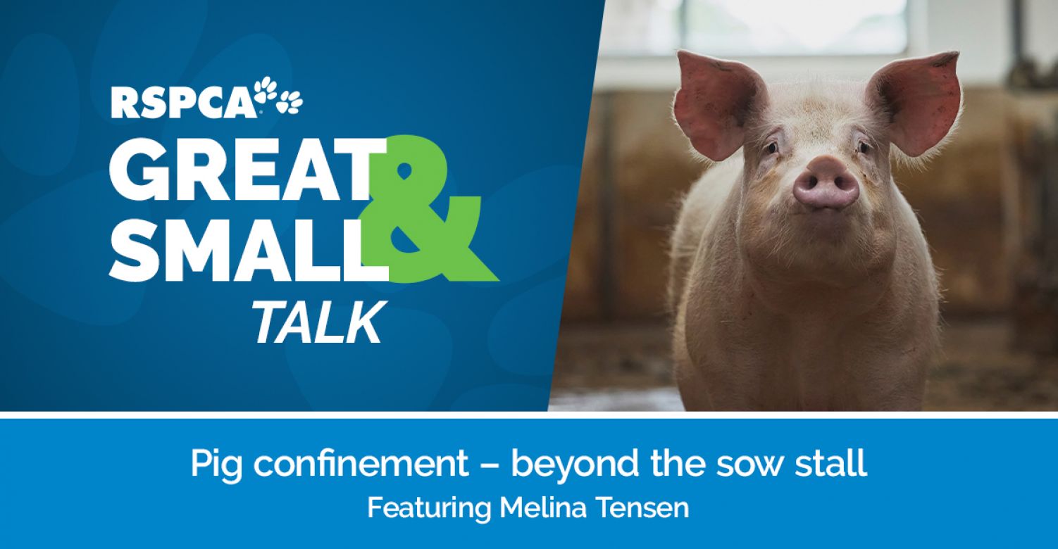 Pig confinement – beyond the sow stall | RSPCA Australia