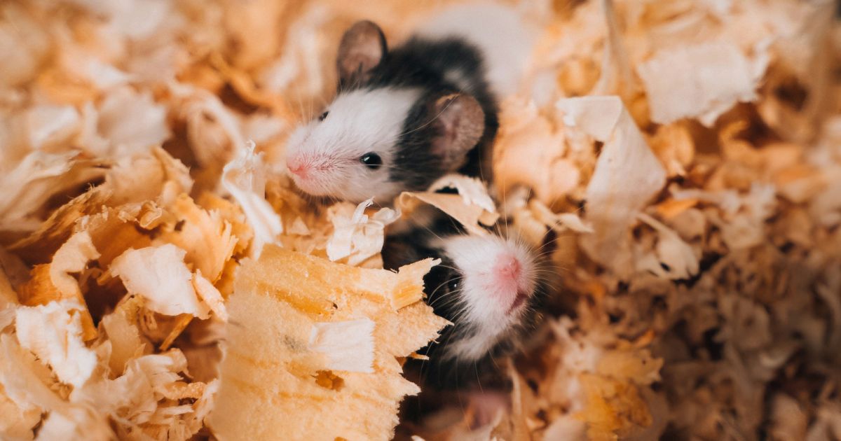 Essential tips on housing mice | RSPCA Australia