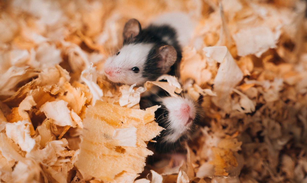 Blog | RSPCA Australia