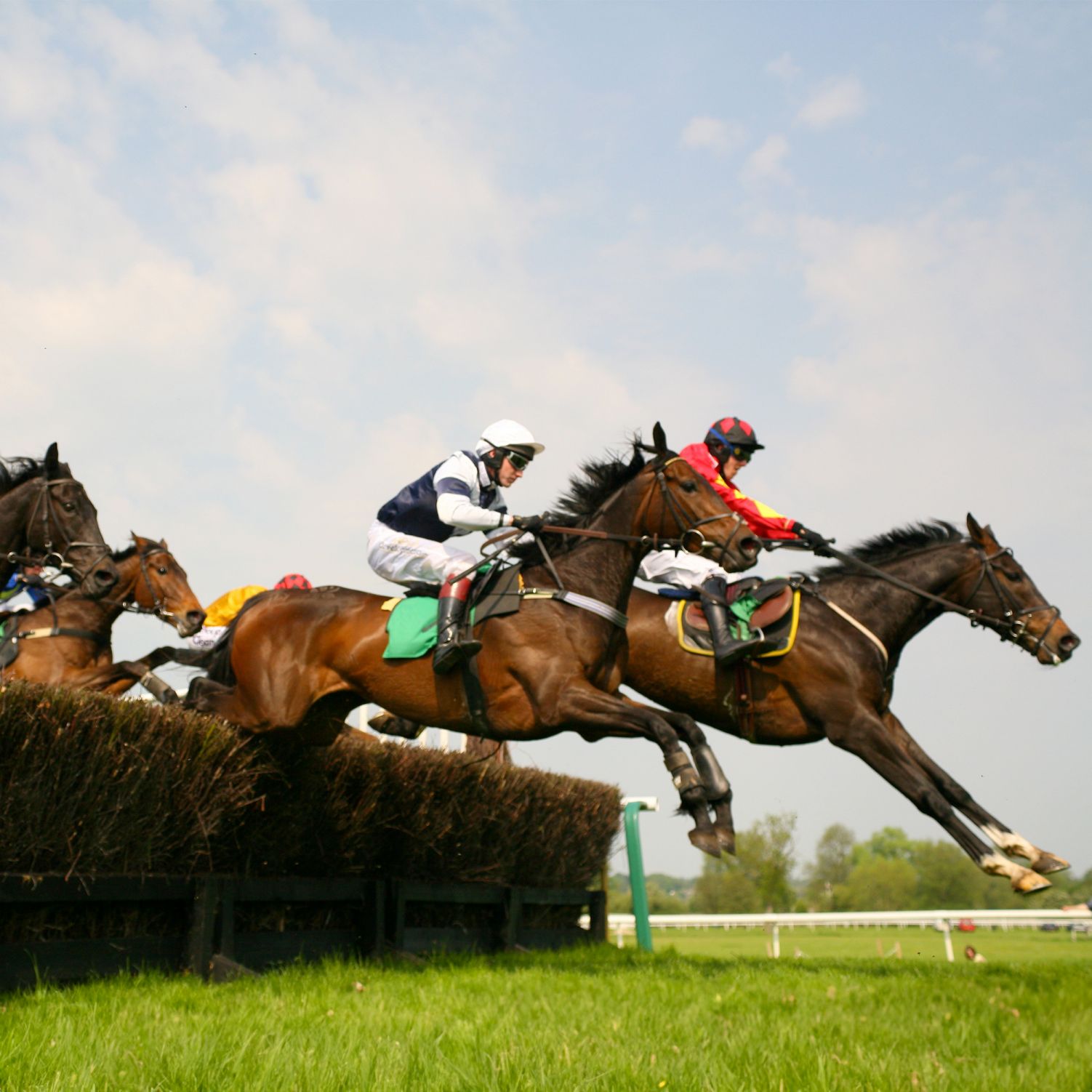 New study adds to evidence to cease horse jumps racing | RSPCA Australia