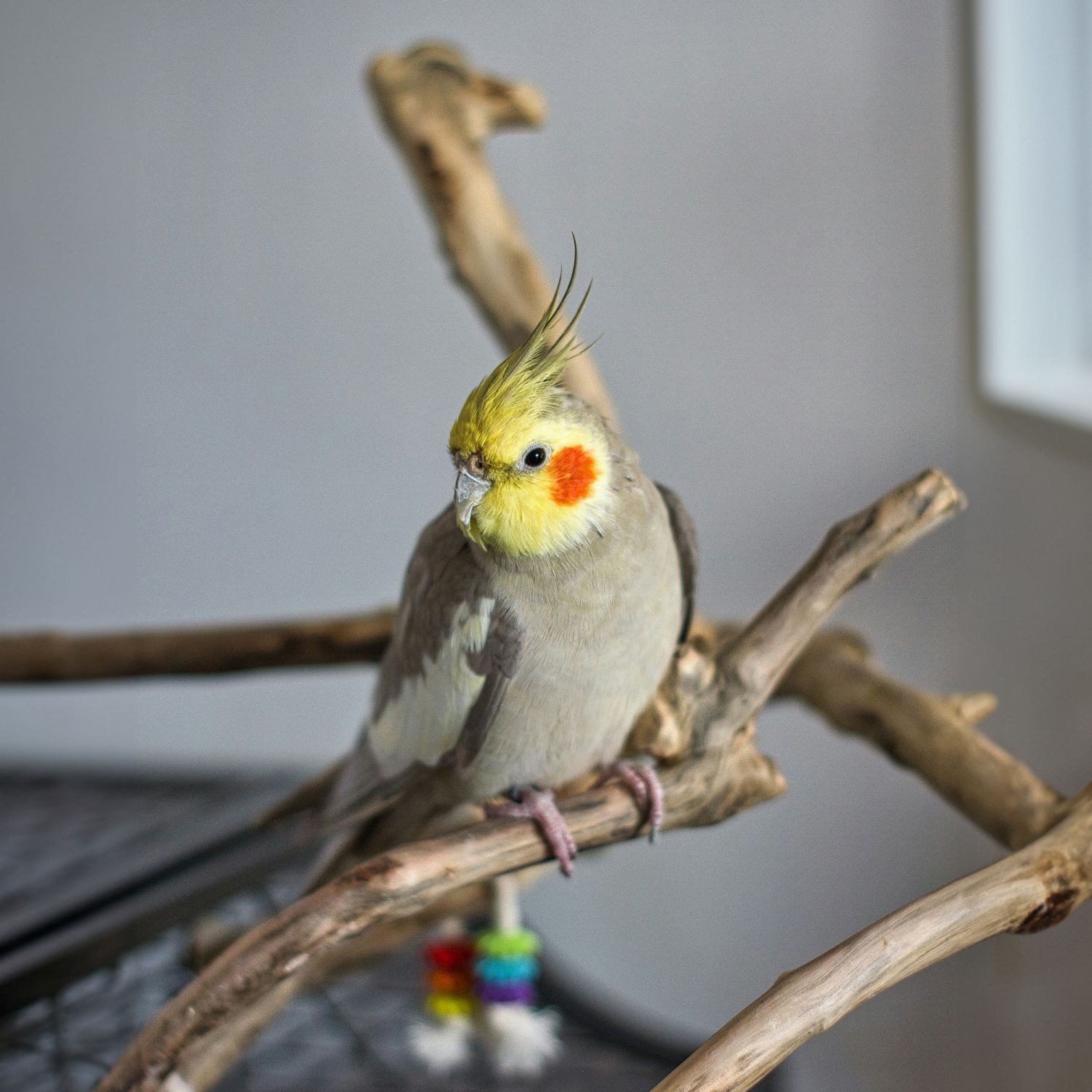Keeping birds safe from household hazards