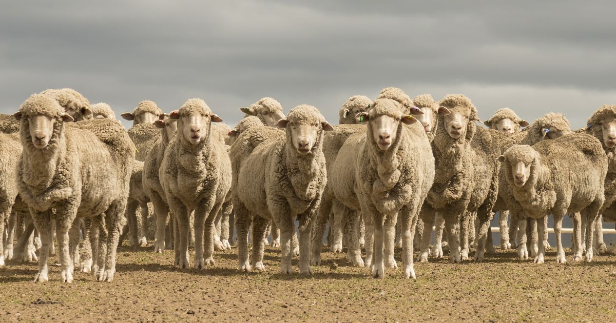 The dark history of Australian live sheep exports to Saudi Arabia ...
