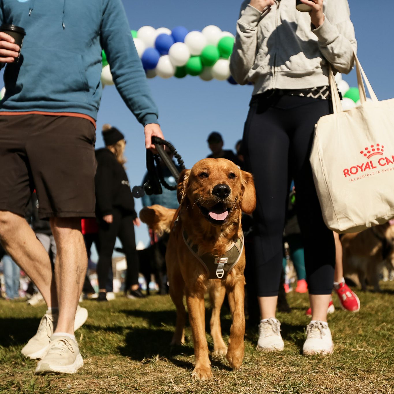 Final time for your pooch to add their paws to the Million Paws Walk ...