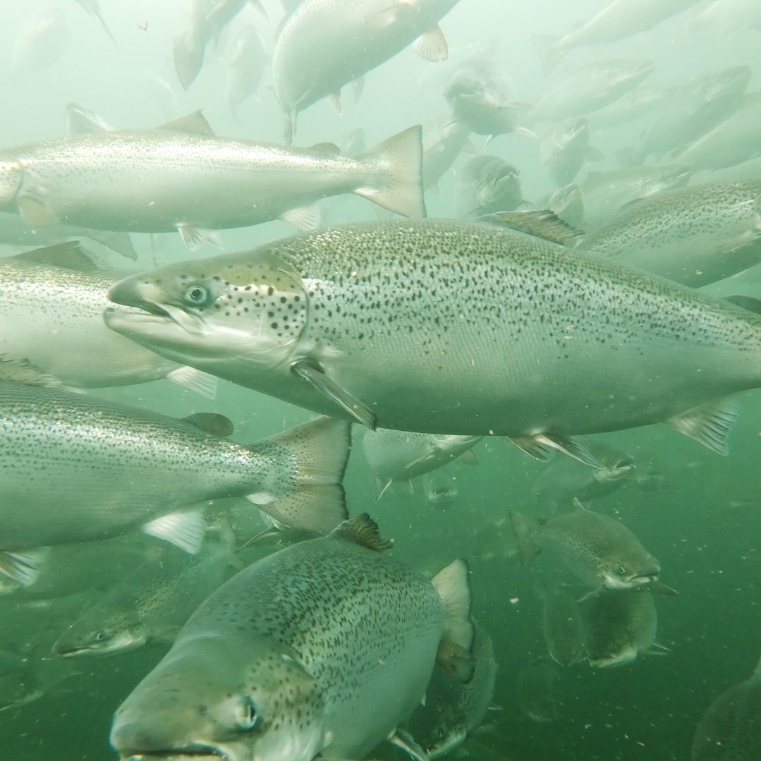 What does RSPCA Approved mean for improving the lives of farmed salmon ...