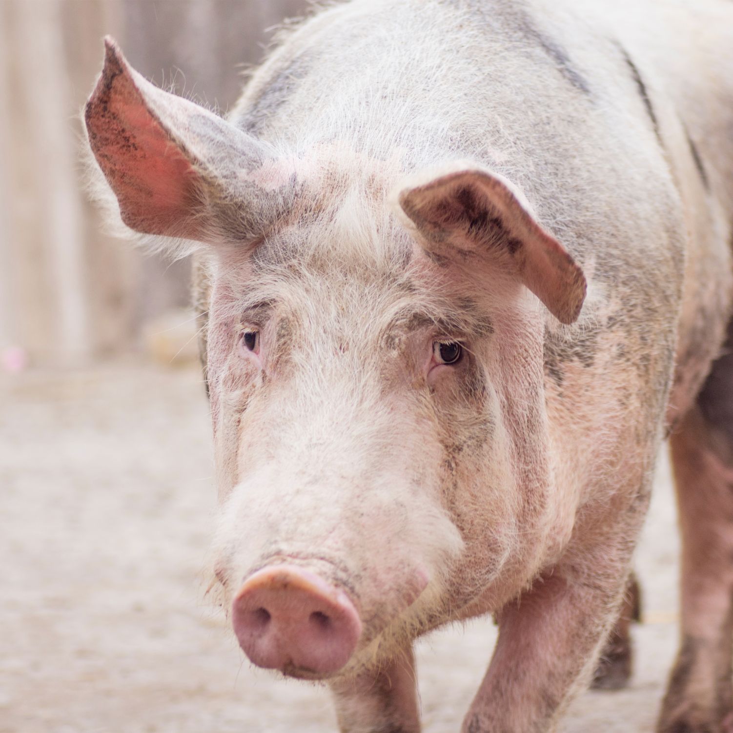 No more stalls. No more crates. Why the extreme confinement of breeding ...