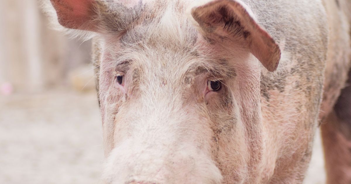 No more stalls. No more crates. Why the extreme confinement of breeding ...