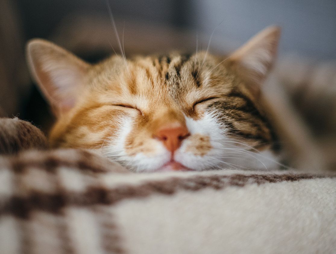 Annual reports | RSPCA Australia