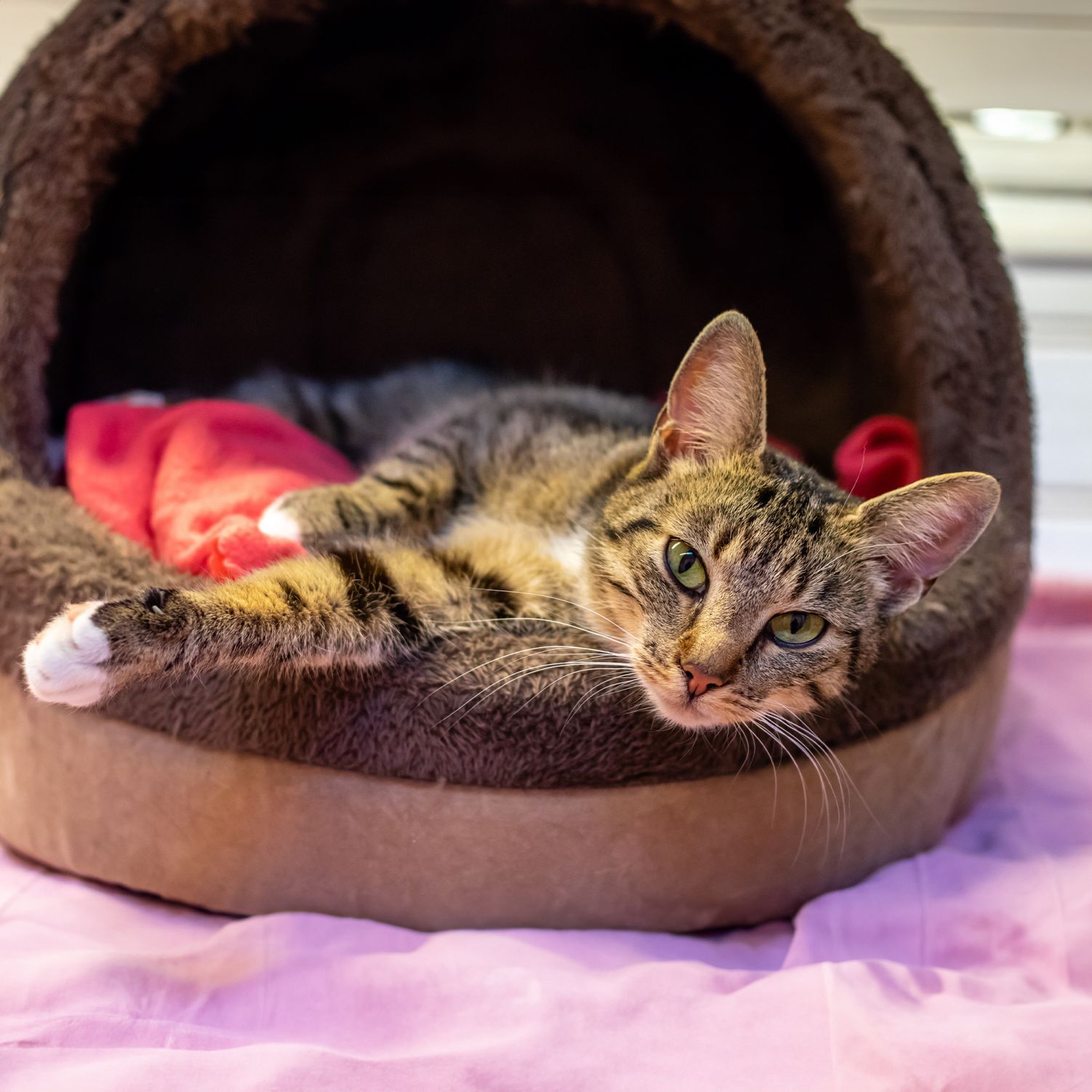 The importance of a safe and stimulating environment for cats | RSPCA ...