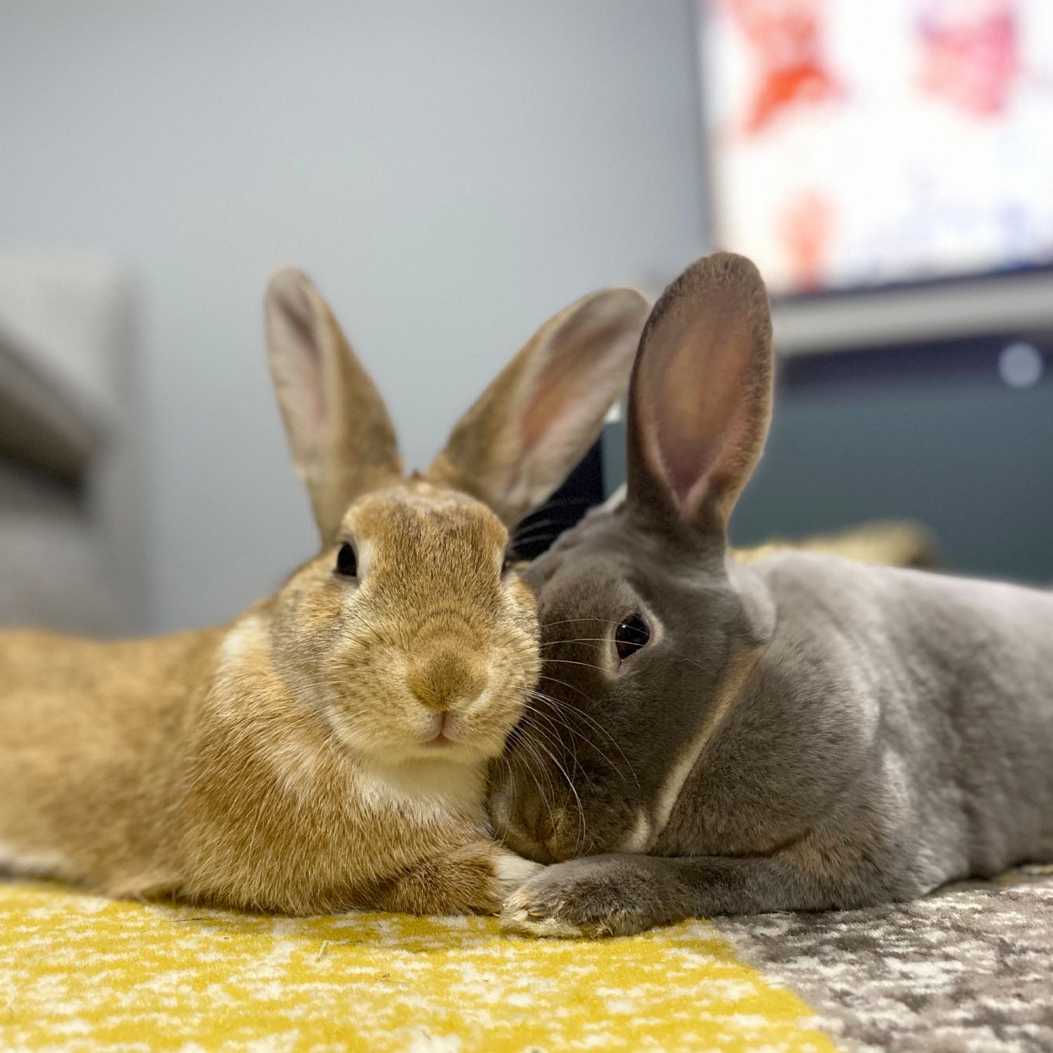 Thinking about adopting a bunny? Read this blog. | RSPCA Australia