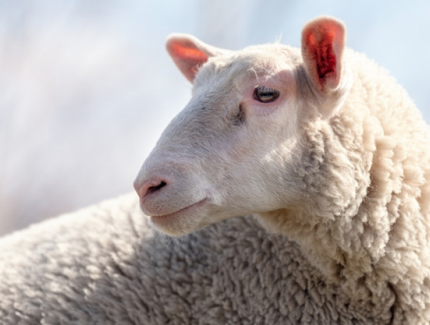 Annual reports | RSPCA Australia