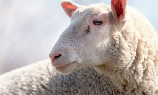 About | RSPCA Australia