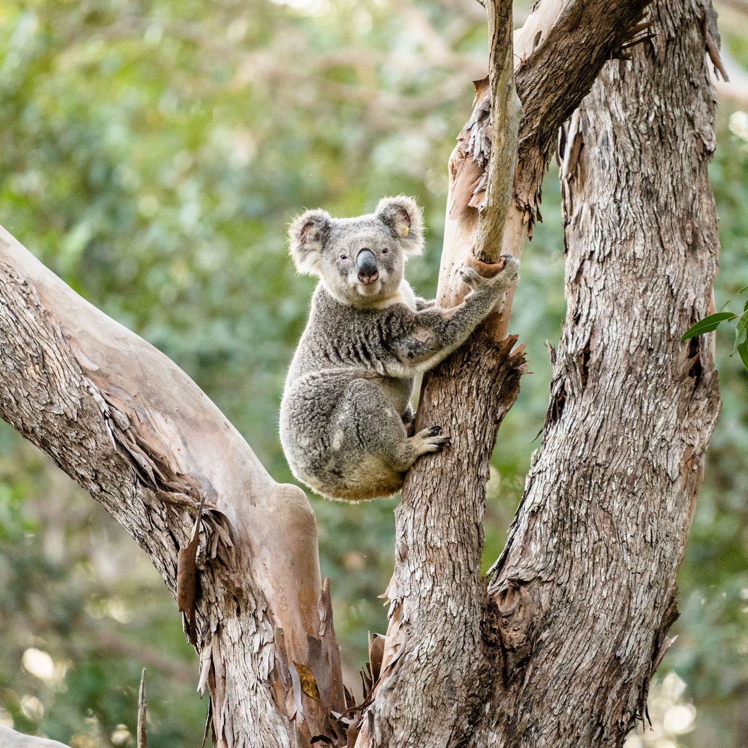 Board & governance | RSPCA Australia