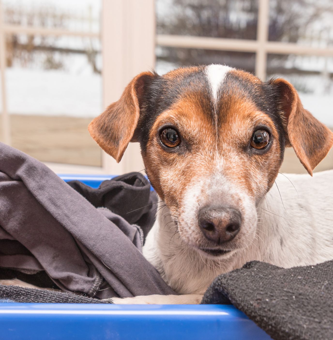 Adopting a dog or puppy | RSPCA Australia