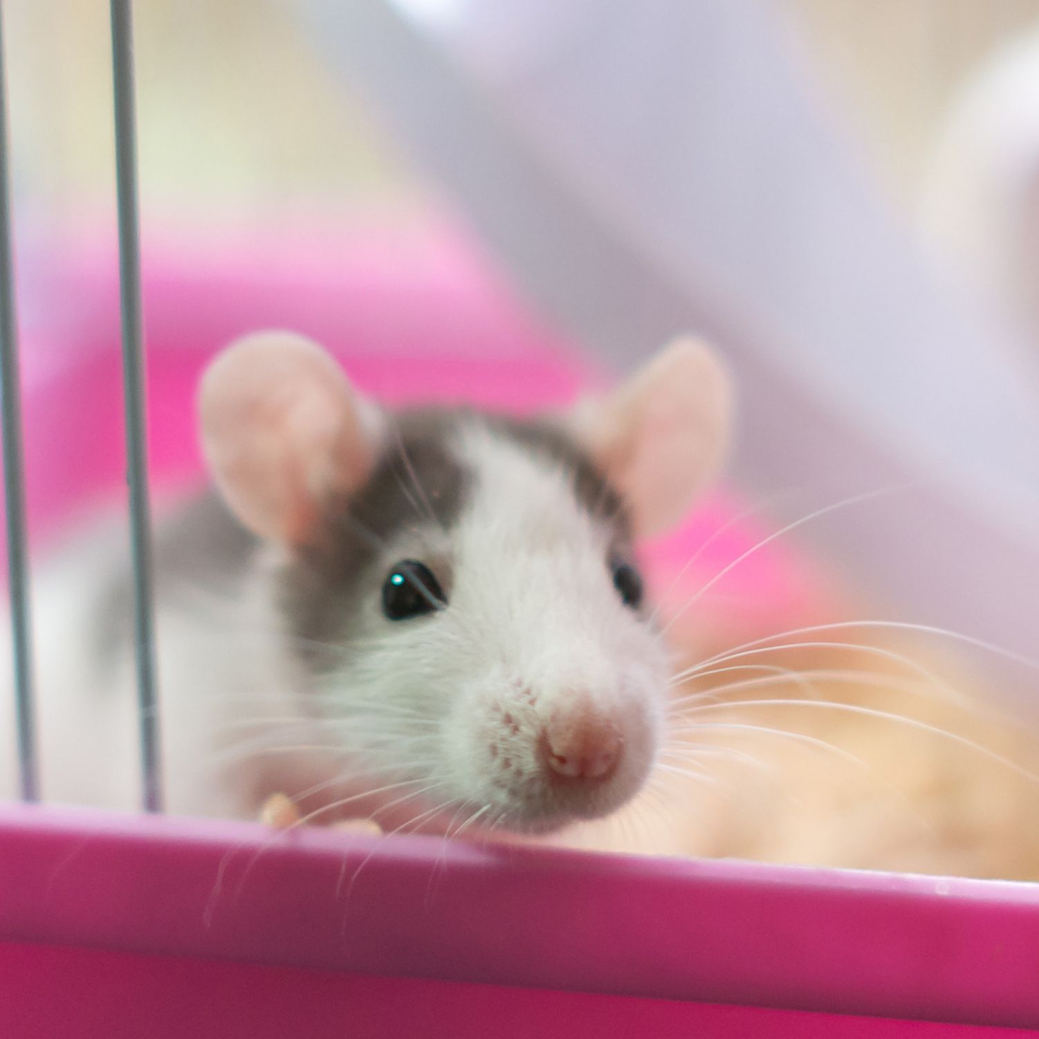 Caring for pet mice | RSPCA Australia