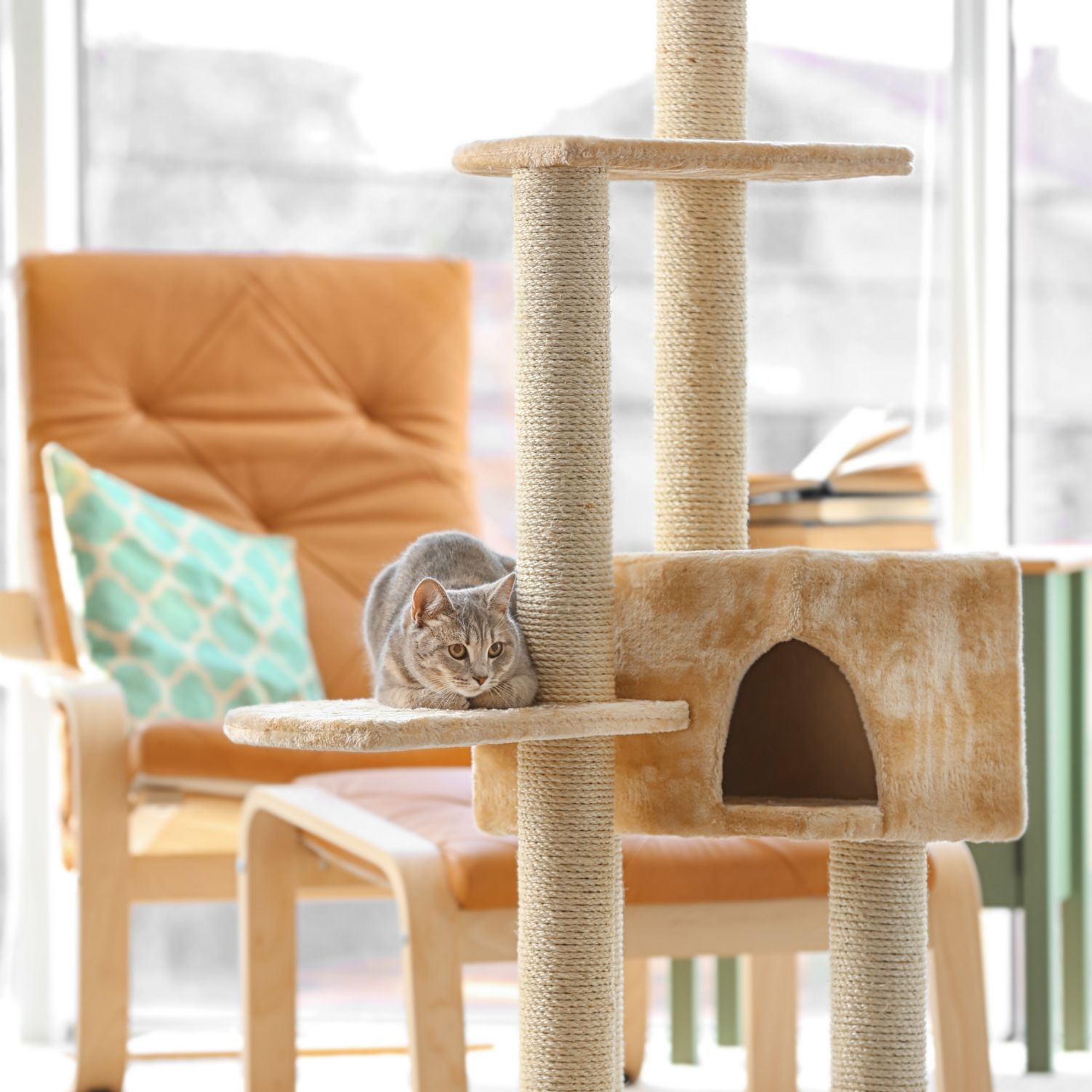 Responsible pet ownership | RSPCA Australia