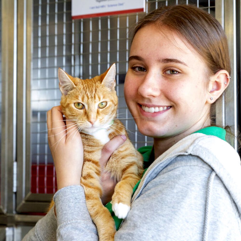 Adopting a cat or kitten | RSPCA Australia