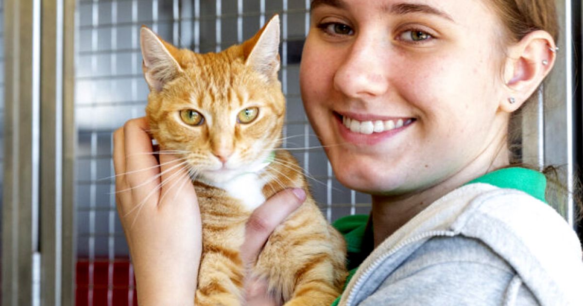 Adopting A Cat Or Kitten RSPCA Australia Adopting A Cat Or Kitten RSPCA Australia