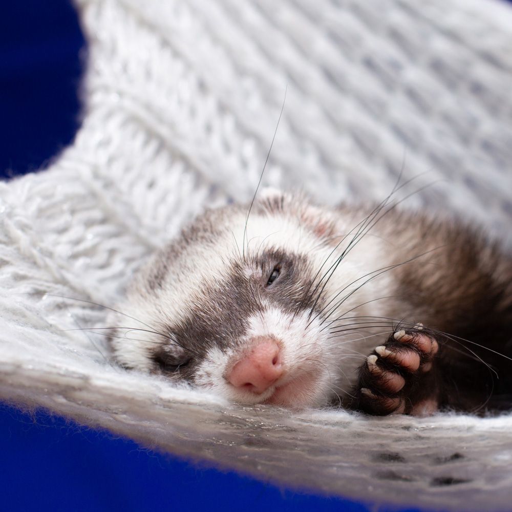 Adopting other animals | RSPCA Australia