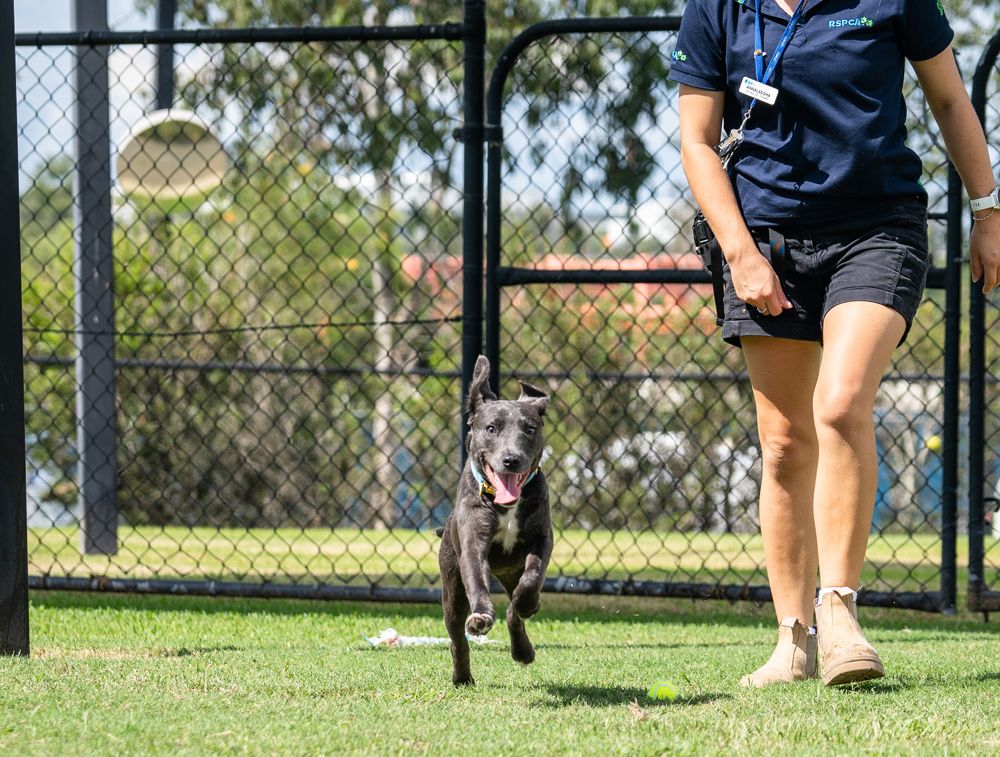 Annual statistics | RSPCA Australia