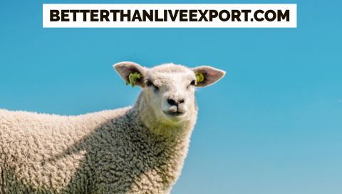 Why is it so important to desex your pet? | RSPCA Australia