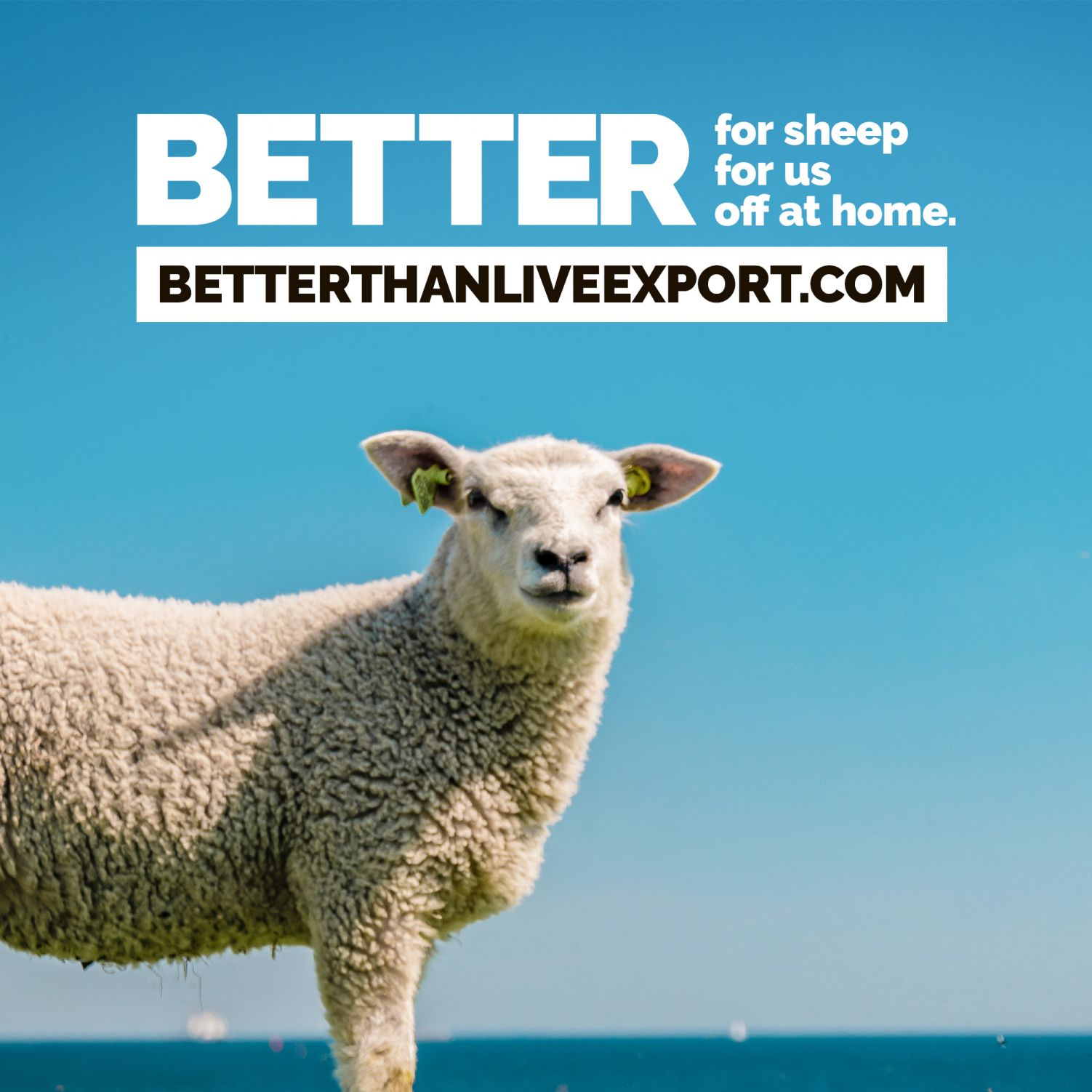 Live sheep export | RSPCA Australia