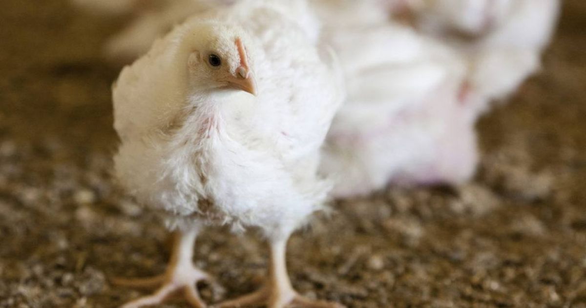 RSPCA Approved chicken now found under the Golden Arches | RSPCA Australia