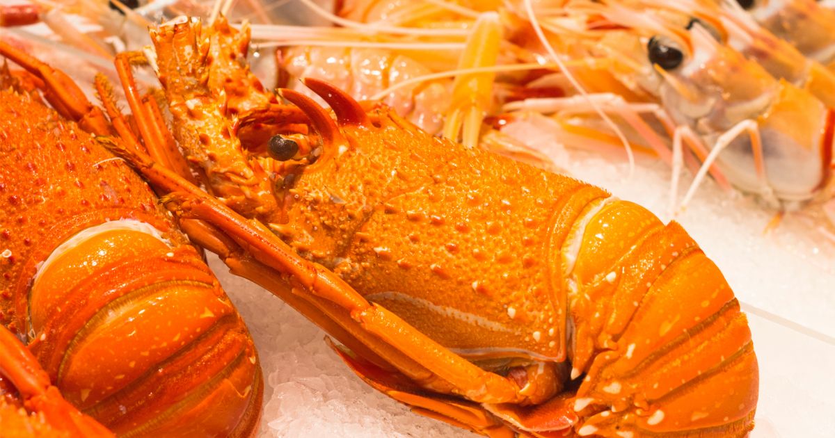 The one thing you need to know before you buy a lobster this Christmas ...