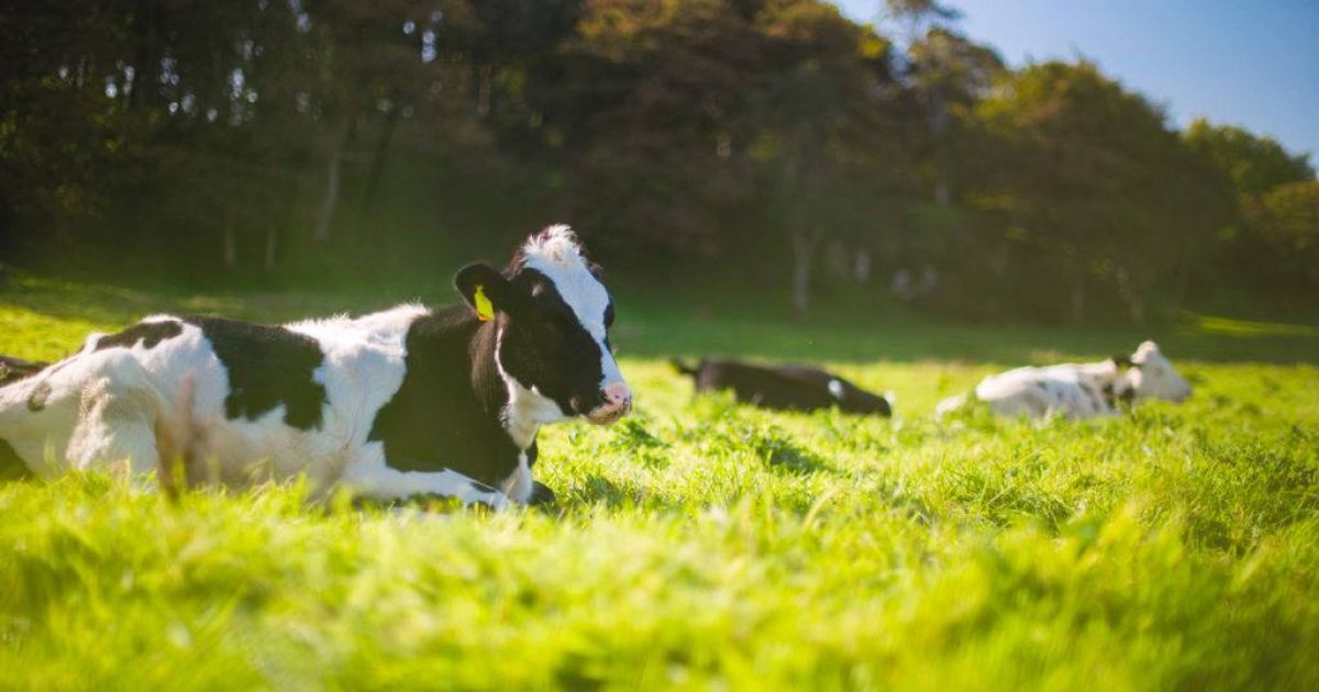 Our top 4 questions to ask for better welfare for dairy cows and calves ...