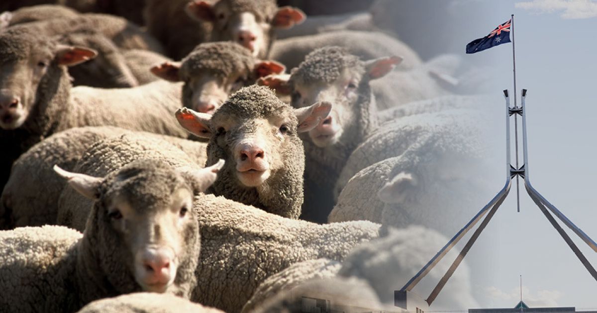 Live sheep export is cruel, unpopular and unsustainable. | RSPCA Australia