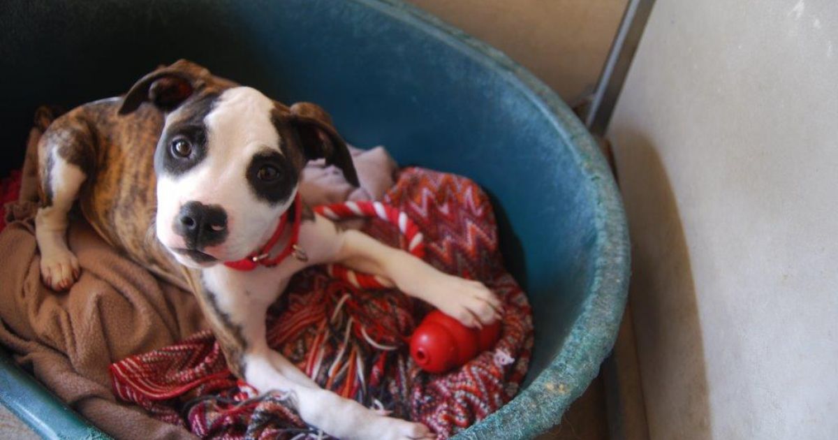 Making playtime a good time for you and your pet | RSPCA Australia