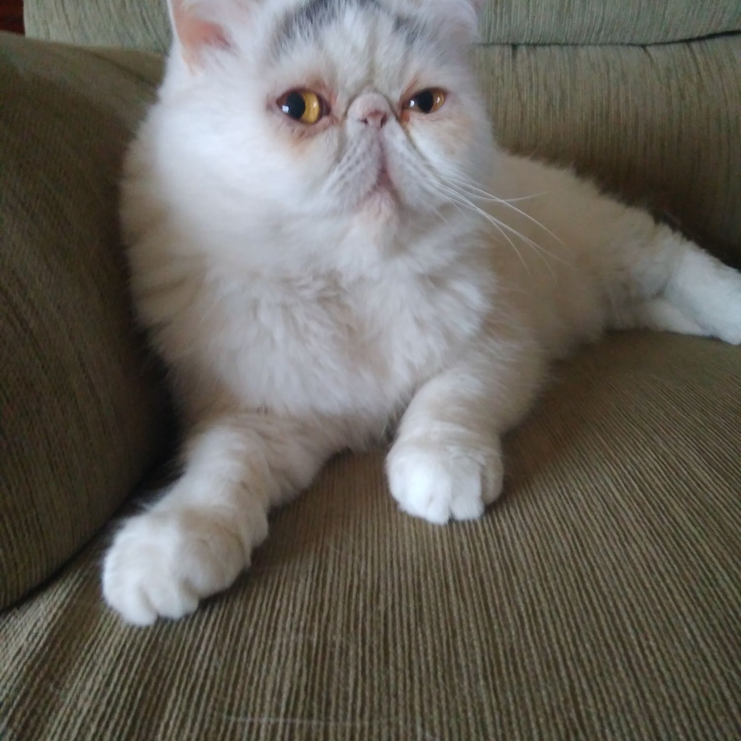 Love is Blind – how popularity is making these cute cats suffer | RSPCA ...