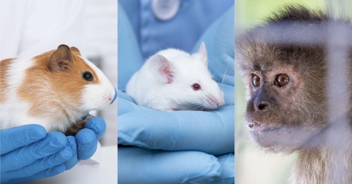 Key wins for research animals in NSW | RSPCA Australia