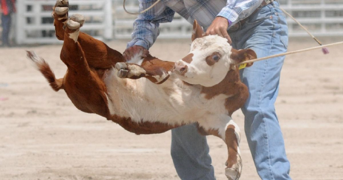 New polling shows majority of Australians want rodeo calf roping to ...