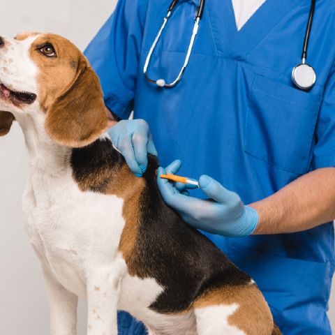 What you need to know about pet vaccinations | RSPCA Australia