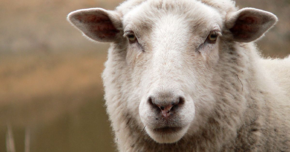 Live sheep export: where we are and where we need to go | RSPCA Australia