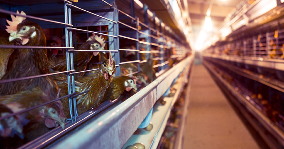 Barren battery cages: the key terms, explained | RSPCA Australia