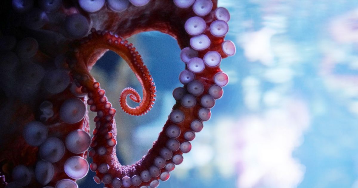 Important things to know about cephalopods | RSPCA Australia