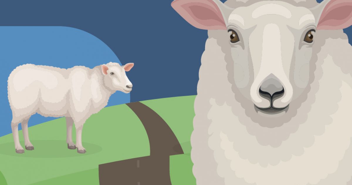 Through their eyes: the physical and mental toll of live sheep export ...