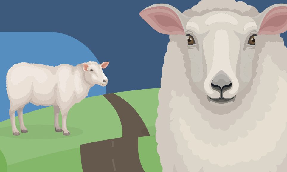 Live sheep export | RSPCA Australia