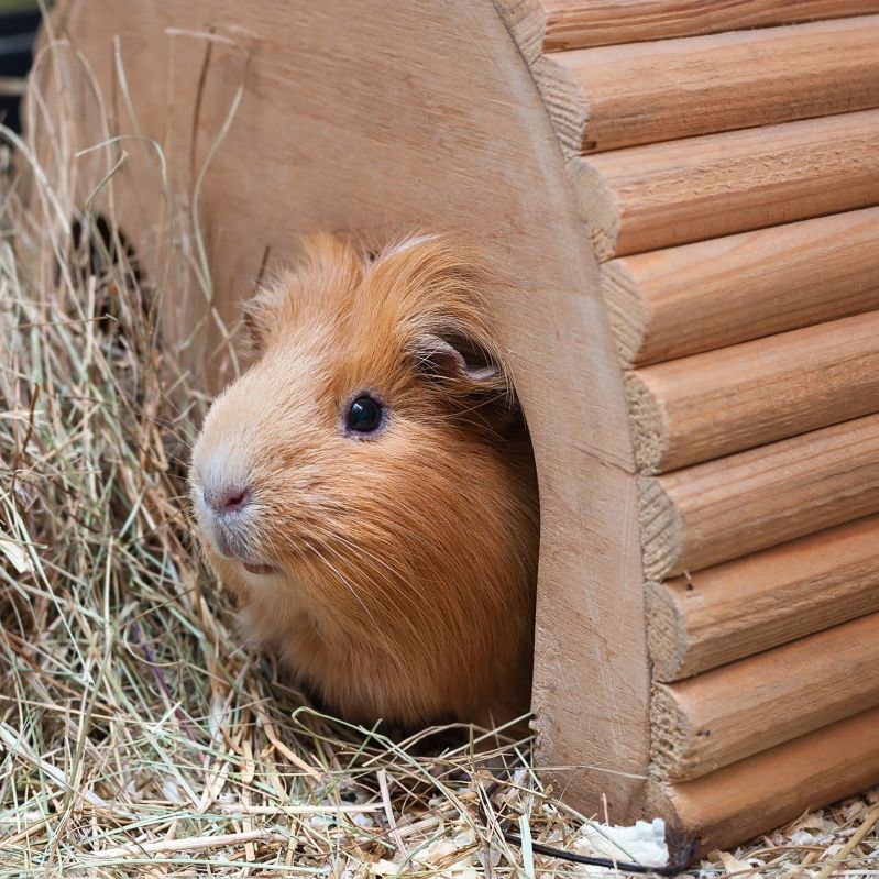 Safe and happy guinea pigs | RSPCA Australia